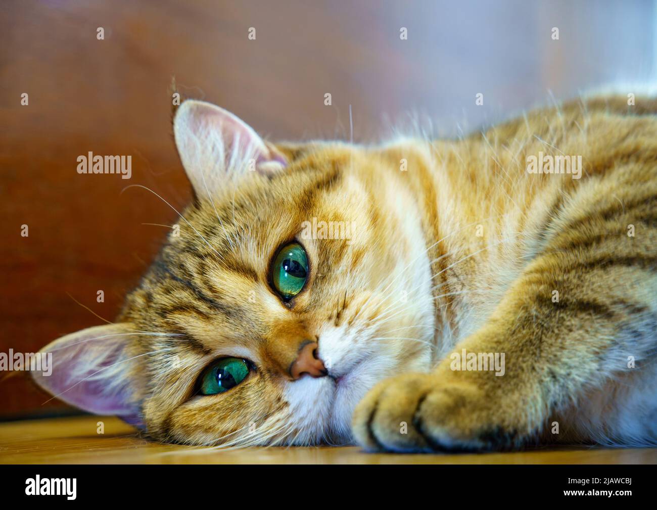Cute British Shorthair Kitten Stock Photo - Alamy