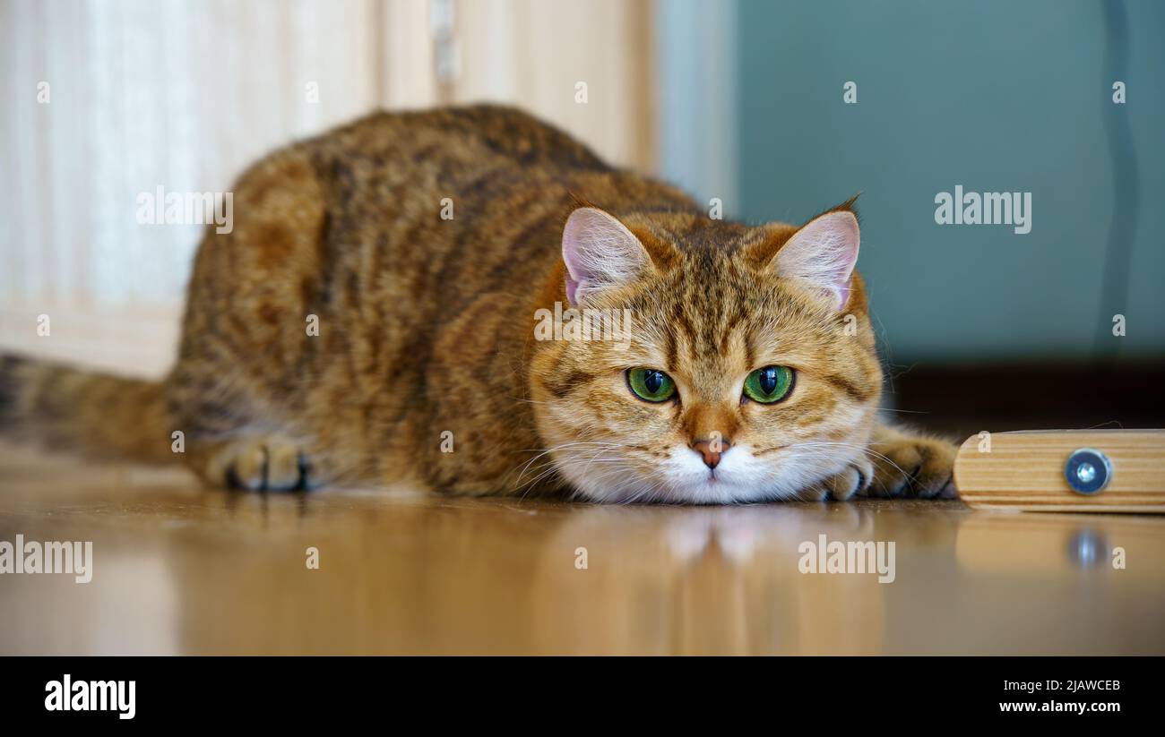 Cute British Shorthair Kitten Stock Photo - Alamy