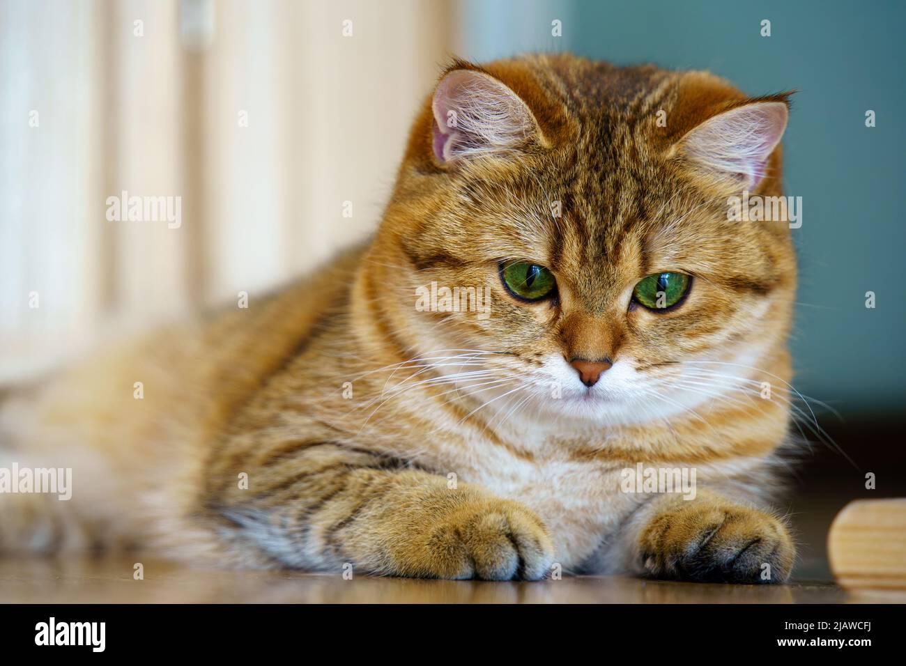Cute British Shorthair Kitten Stock Photo - Alamy