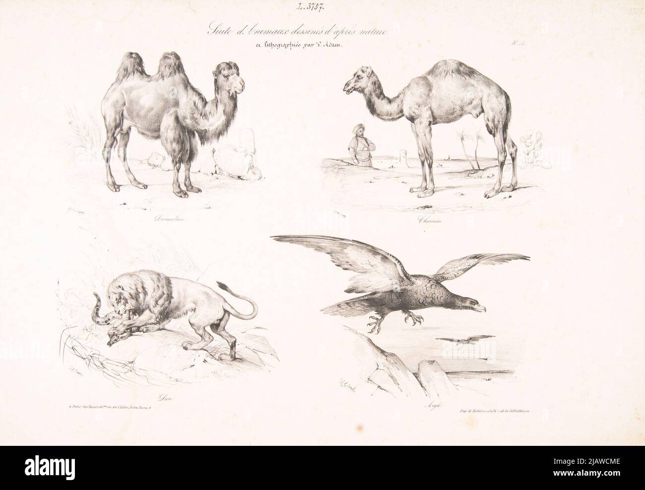 Four animal studies: two camels, a lion and an eagle. Lithographic ...