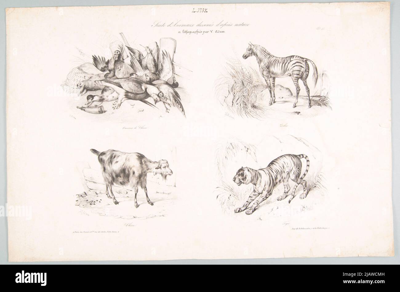 Four animal studies. Litographic Plant: Bichebois, Adam, Victor Jean ...