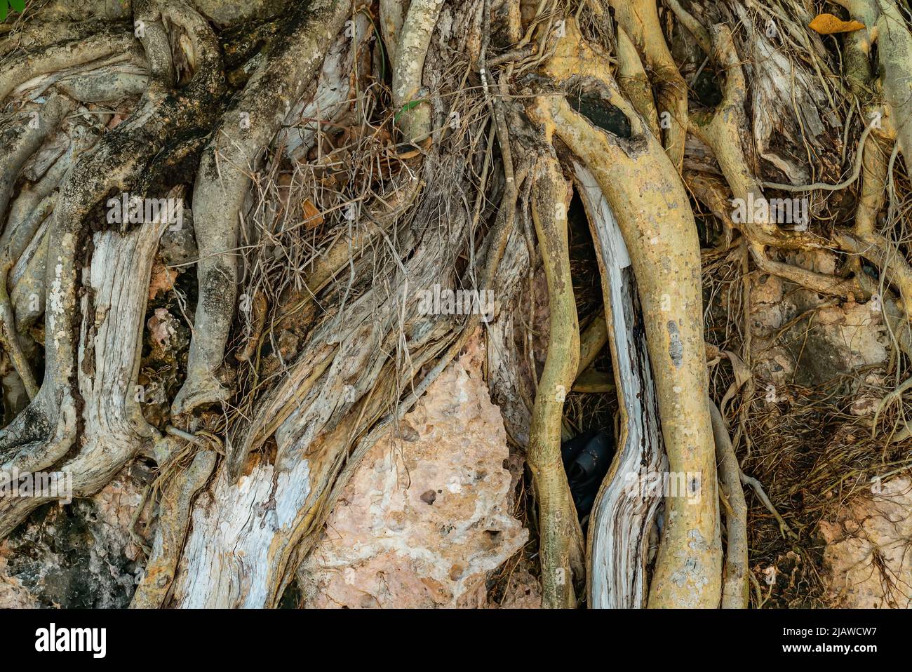 Roots of tree in the rocky wall Stock Photo - Alamy