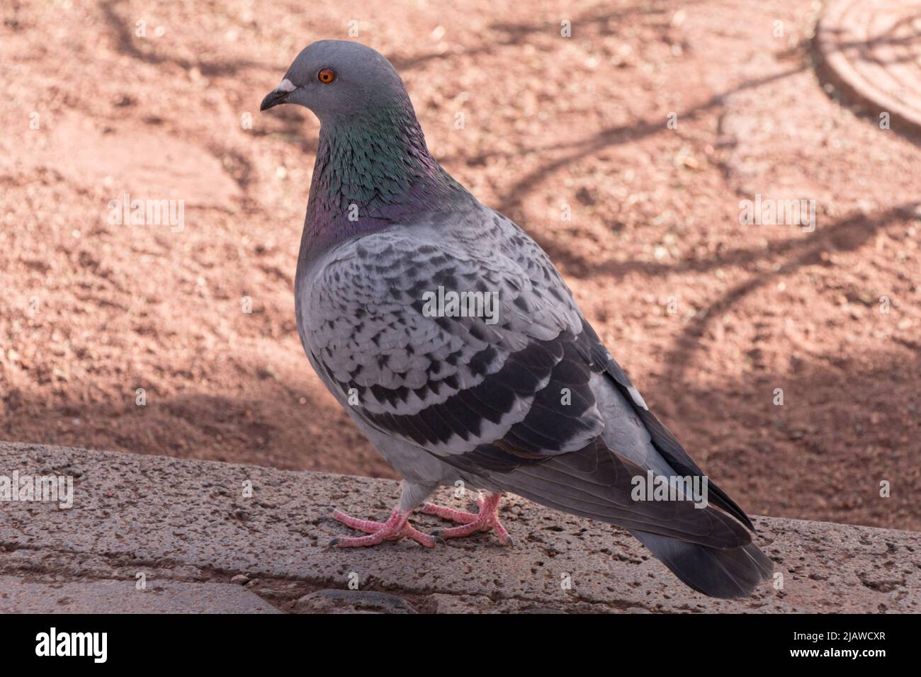 Park bird birds outdoor hi-res stock photography and images - Alamy