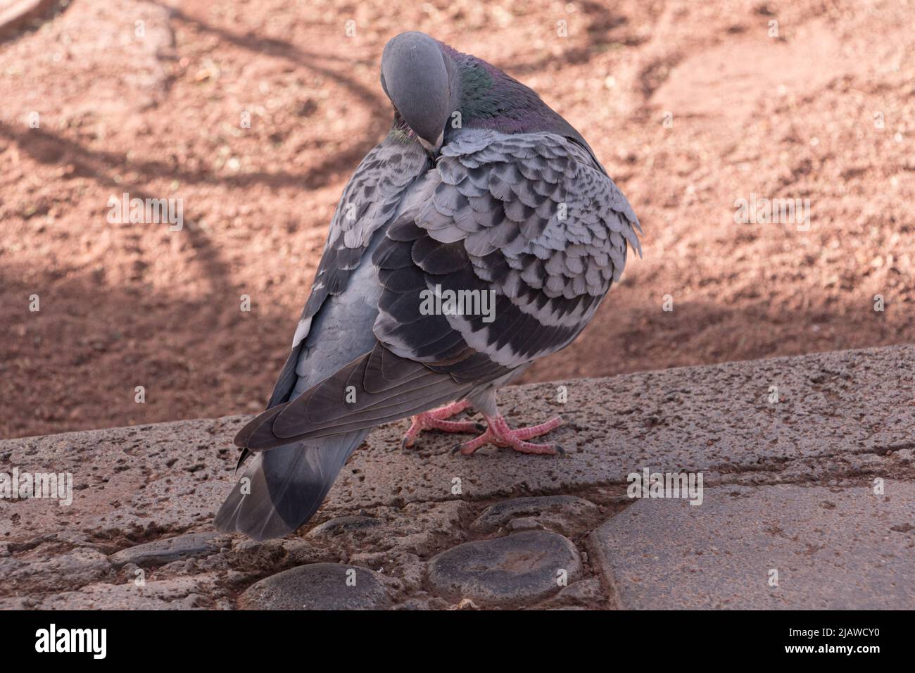 Pigeon park hi-res stock photography and images - Alamy