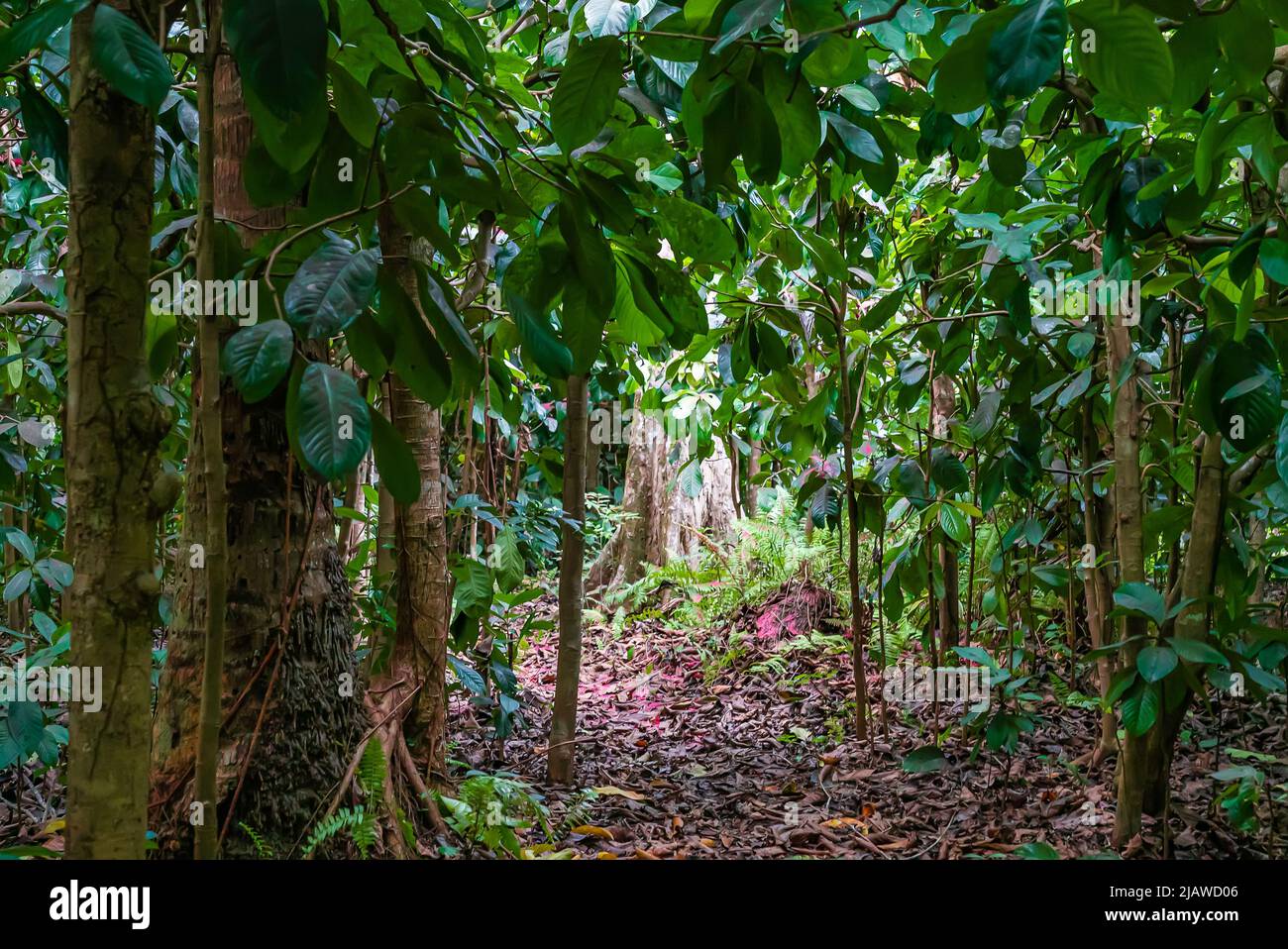 Zanzibar Jozani rain forest. Jozani-Chwaka Bay Conservation area ...