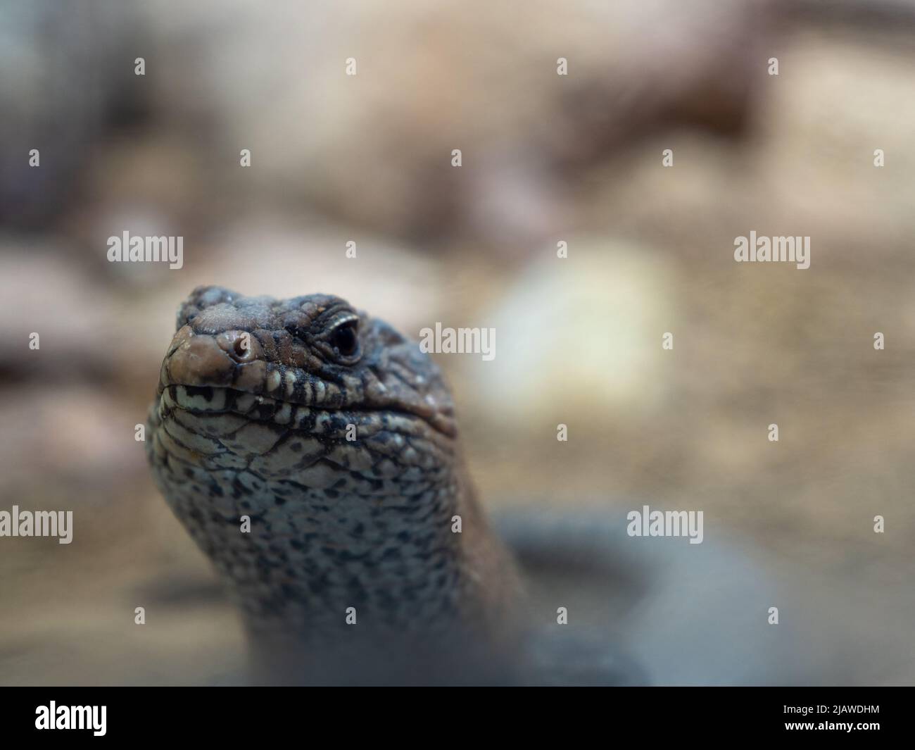 Tanimbar blue-tongued skink, Tiliqua scincoides chimaera, reptile ...