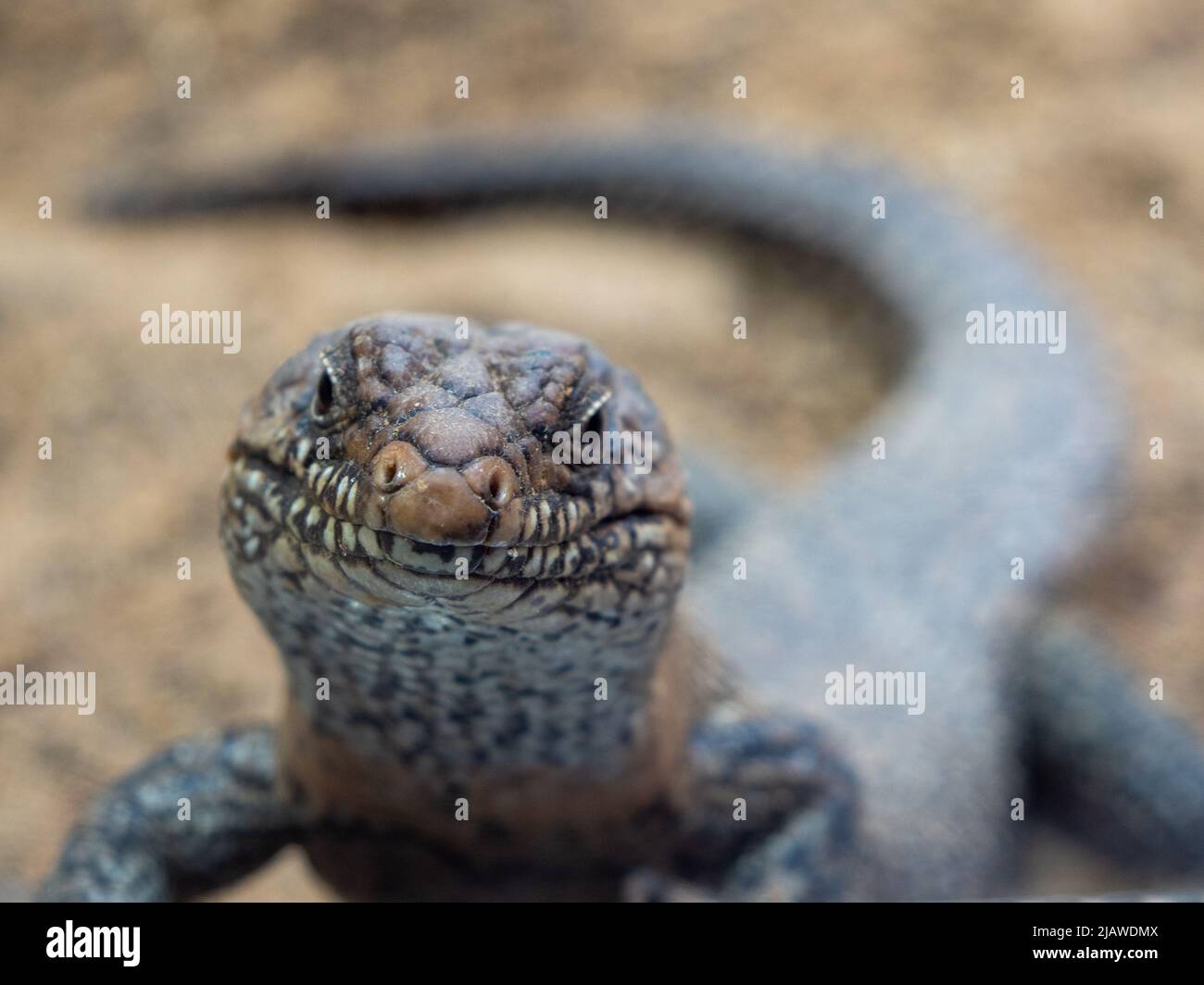 Tanimbar blue-tongued skink, Tiliqua scincoides chimaera, reptile ...