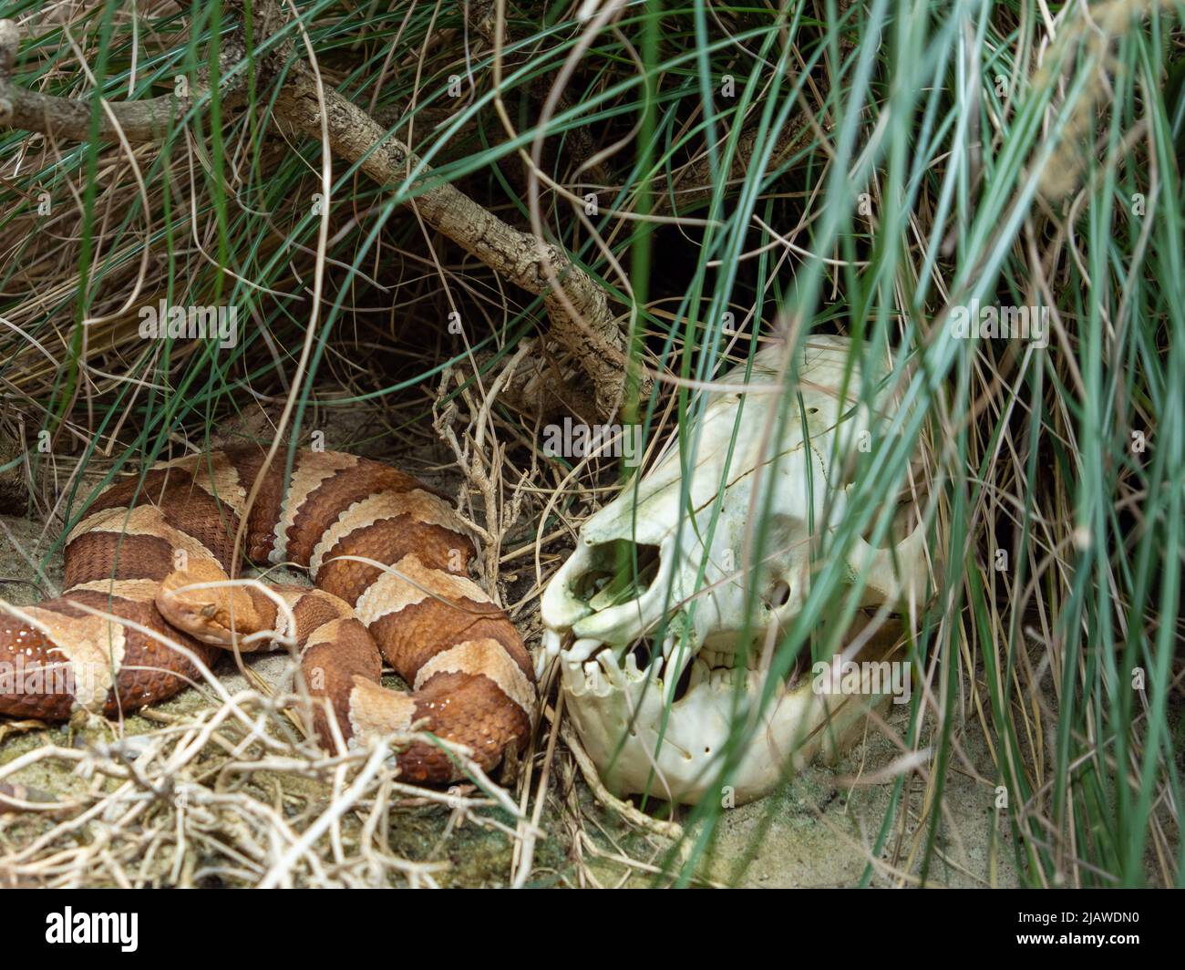 Trans-pecos rat snake and animal skull in the grass Stock Photo - Alamy
