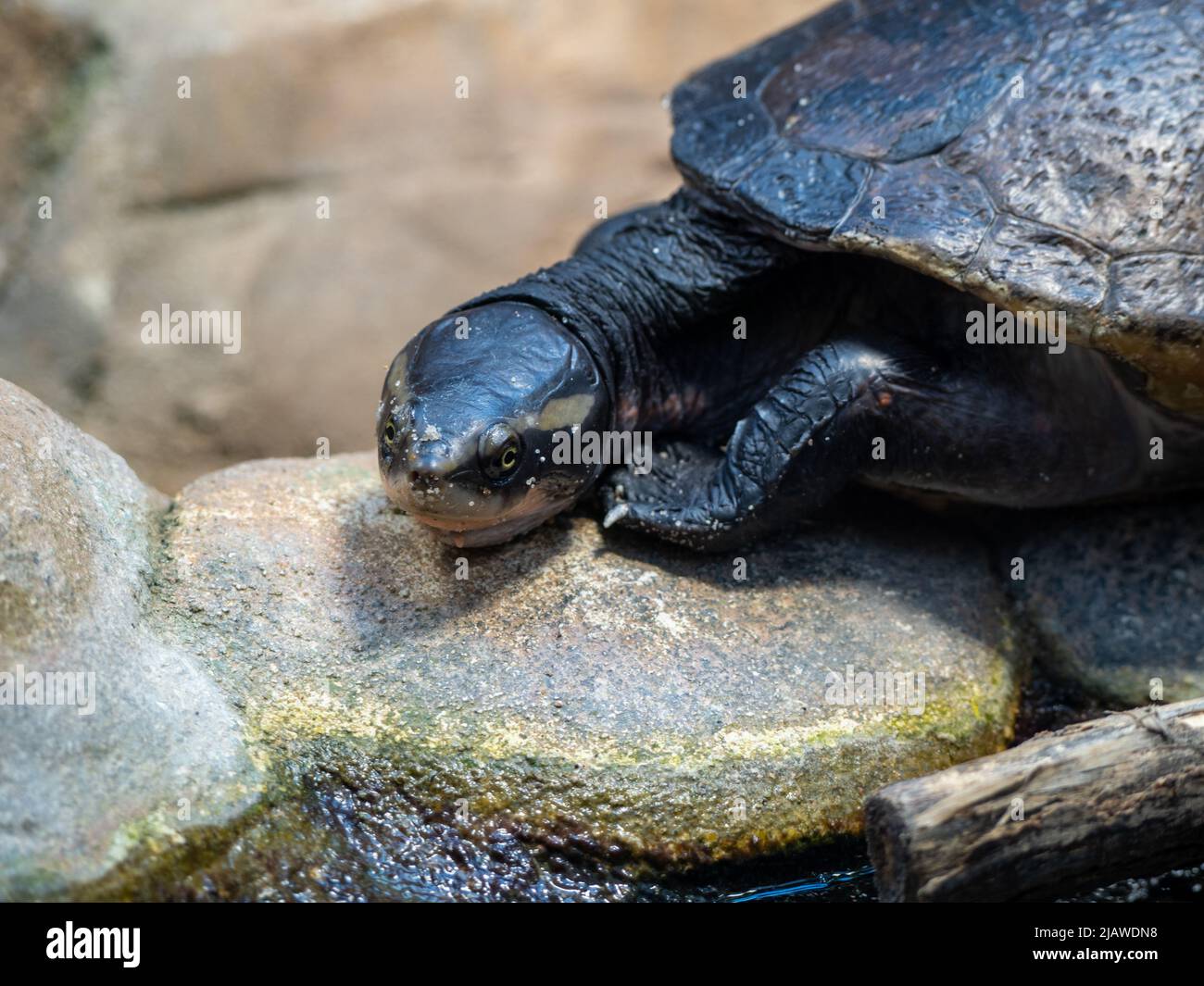 The head of white-bellied short-necked turtle Stock Photo - Alamy