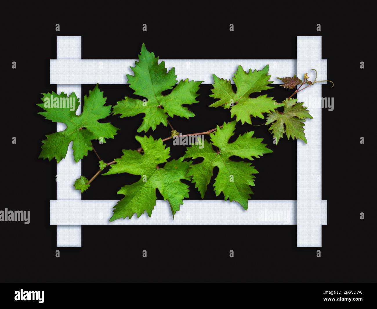 Curled leaf vines hi-res stock photography and images - Alamy