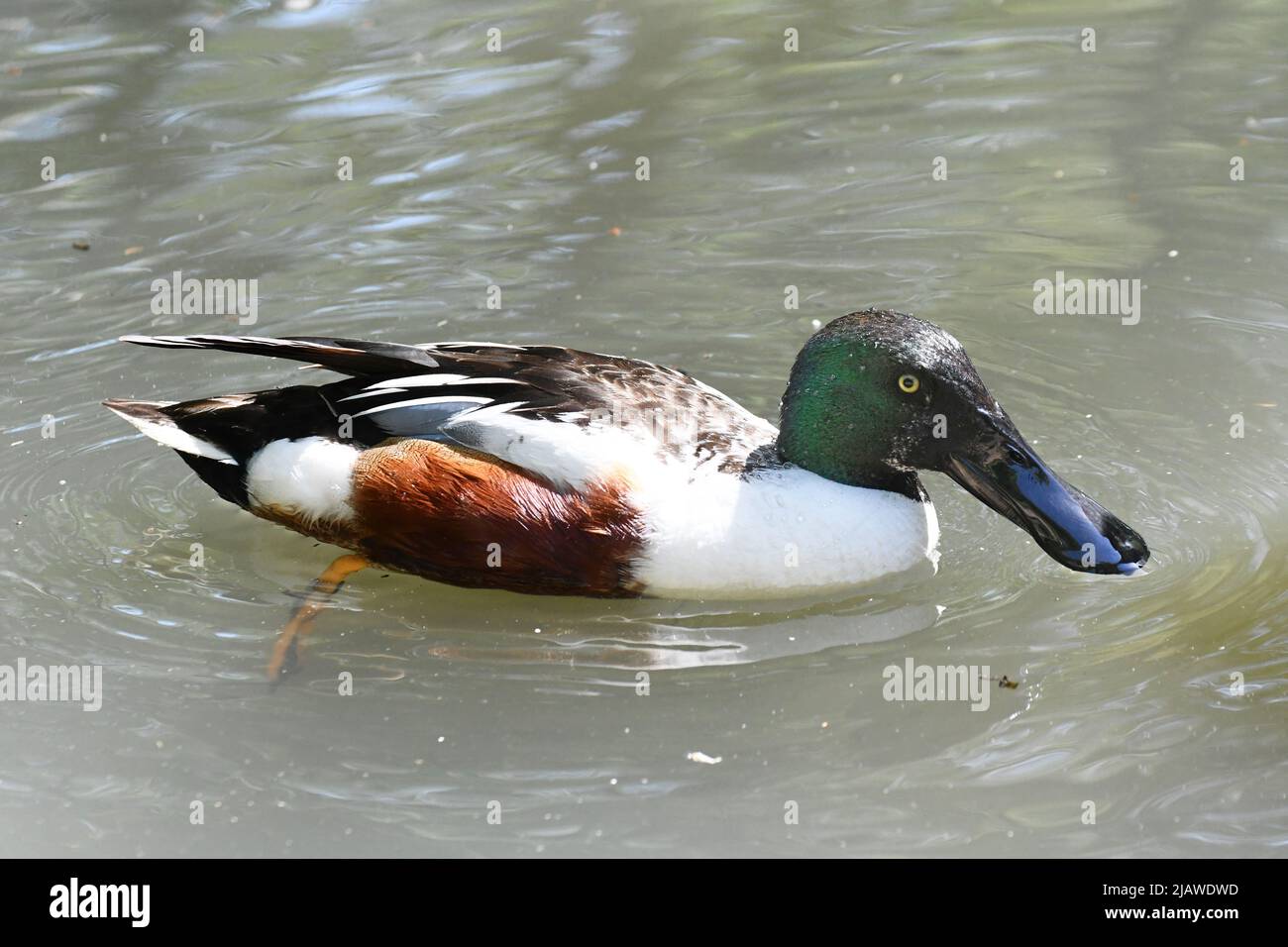 Northern Shoveller Duck at London Wetland Centre, London, England, UK ...