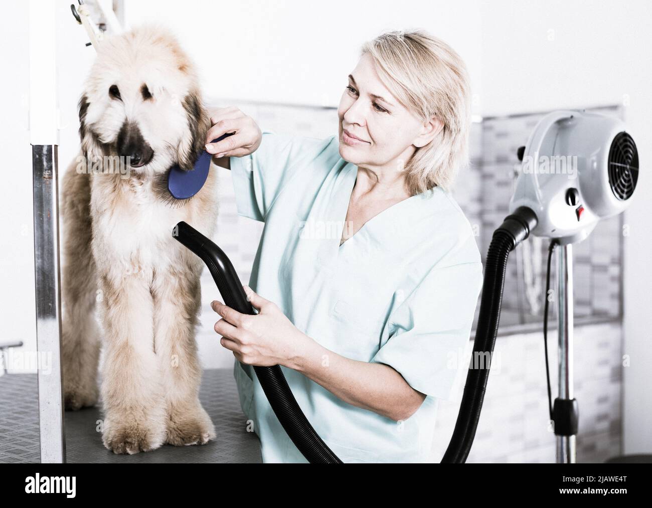 Afghan hound hair hi-res stock photography and images - Alamy