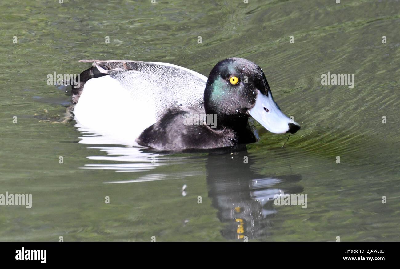 Tufted duck at London Wetland Centre, London, England, UK in the spring ...