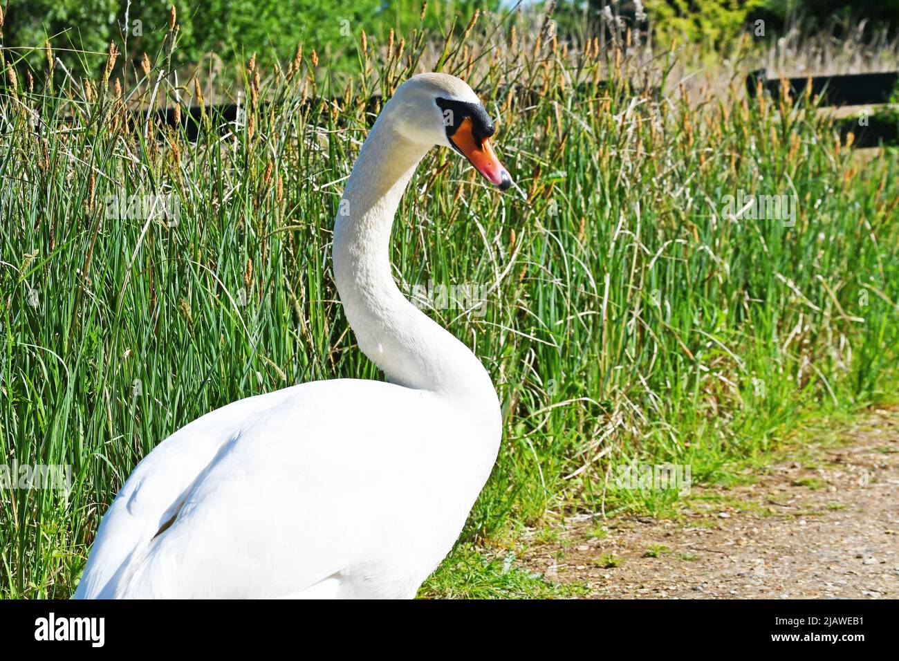 Swan at London Wetland Centre, London, England, UK Stock Photo - Alamy