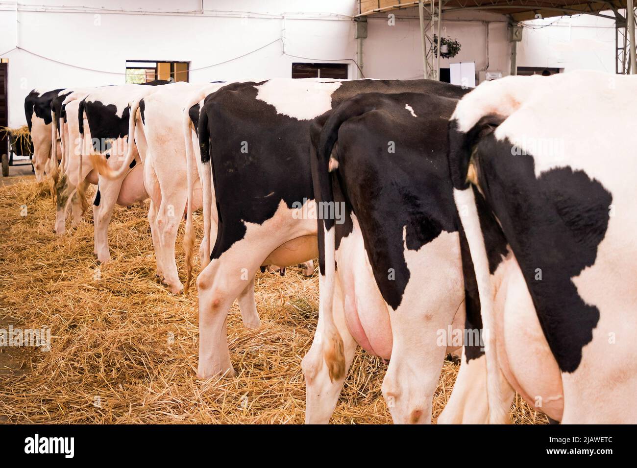 Domesticated cows laying on hay inside farm stable shot from the back ...