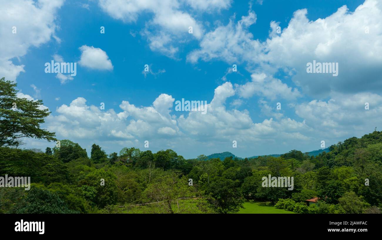 Aerial view of beautiful natural green field of grass in the wild ...