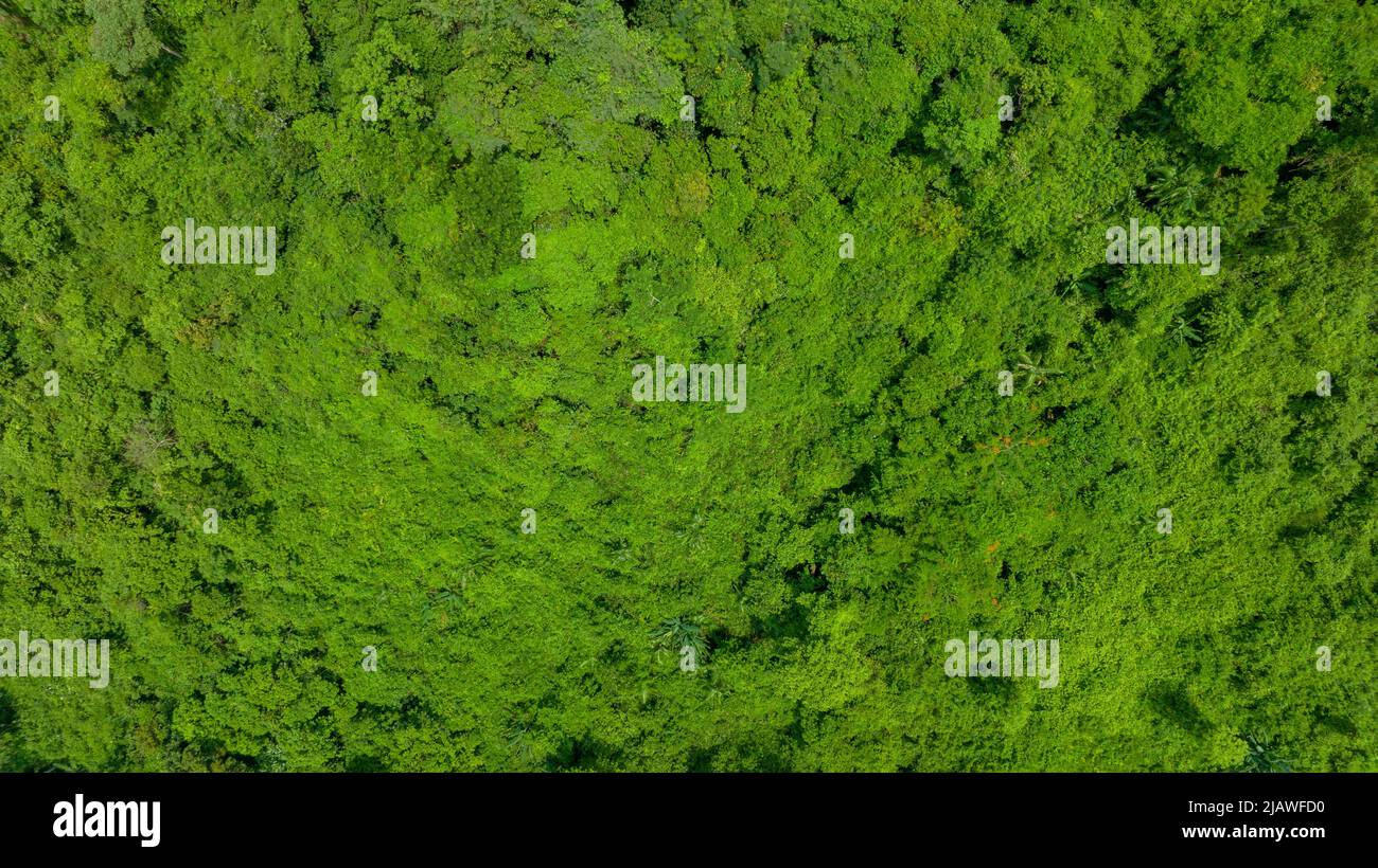 Aerial view of beautiful natural green field of grass in the wild ...