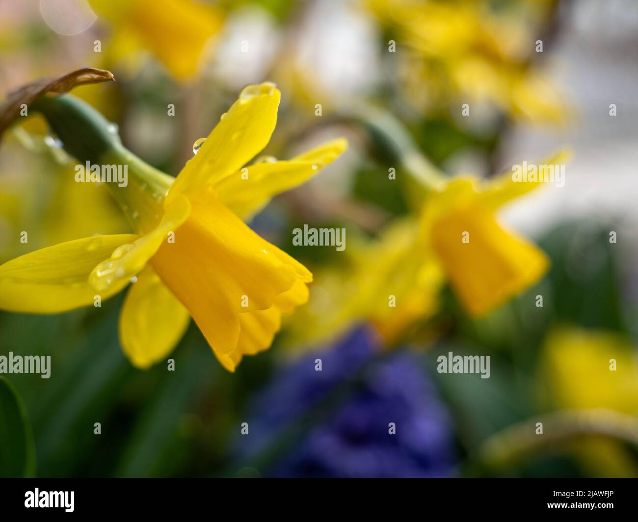 Yellow narcissus flower with dew drops Stock Photo - Alamy