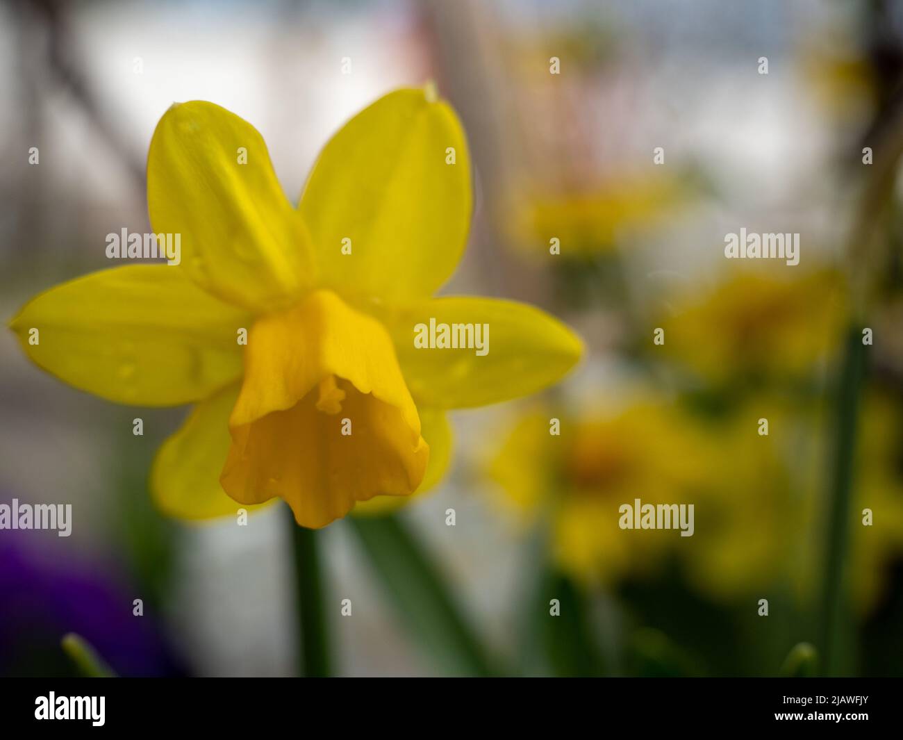Yellow narcissus flower with dew drops Stock Photo - Alamy