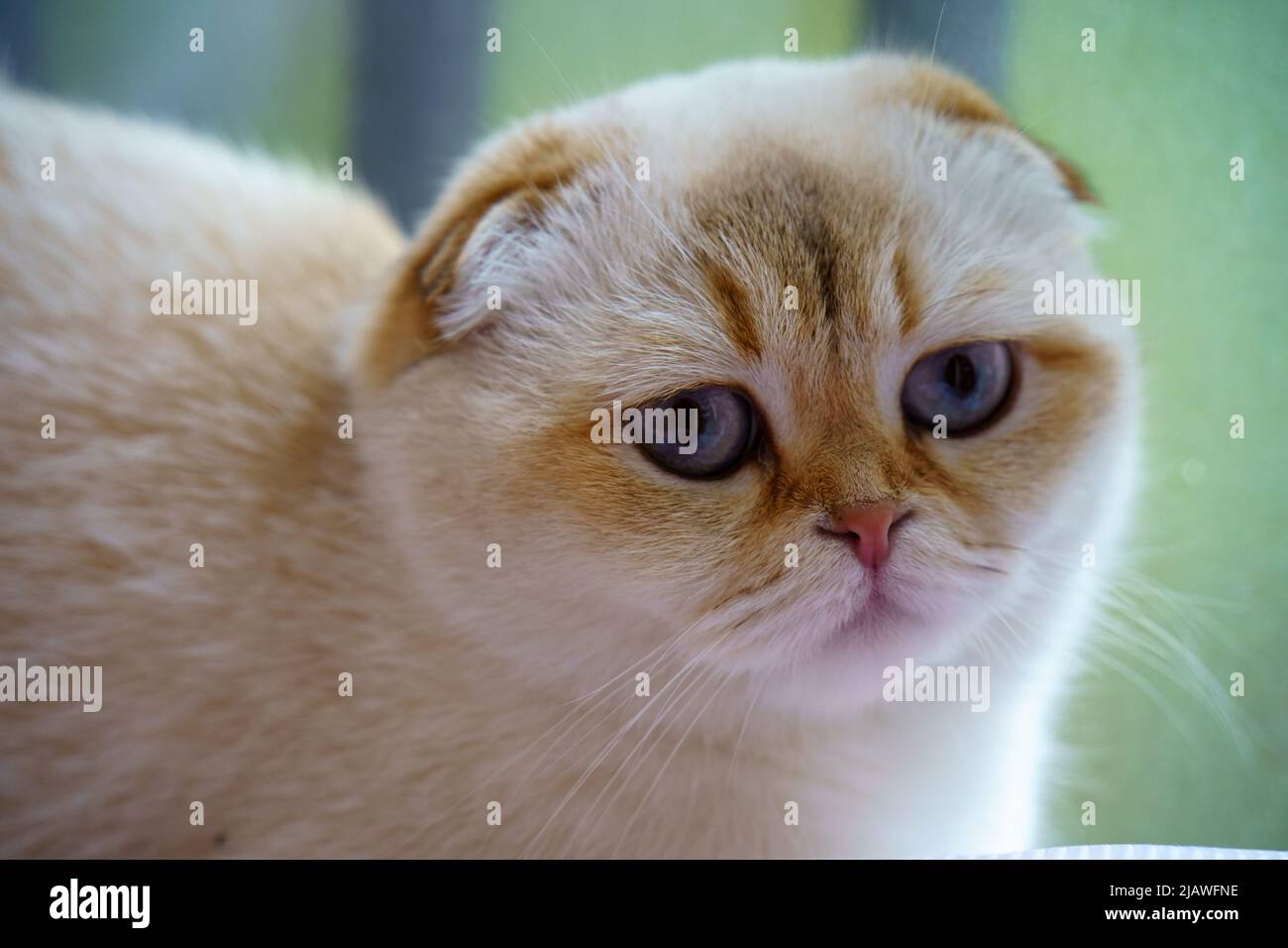 Cute Scottish Fold Kitten Stock Photo - Alamy