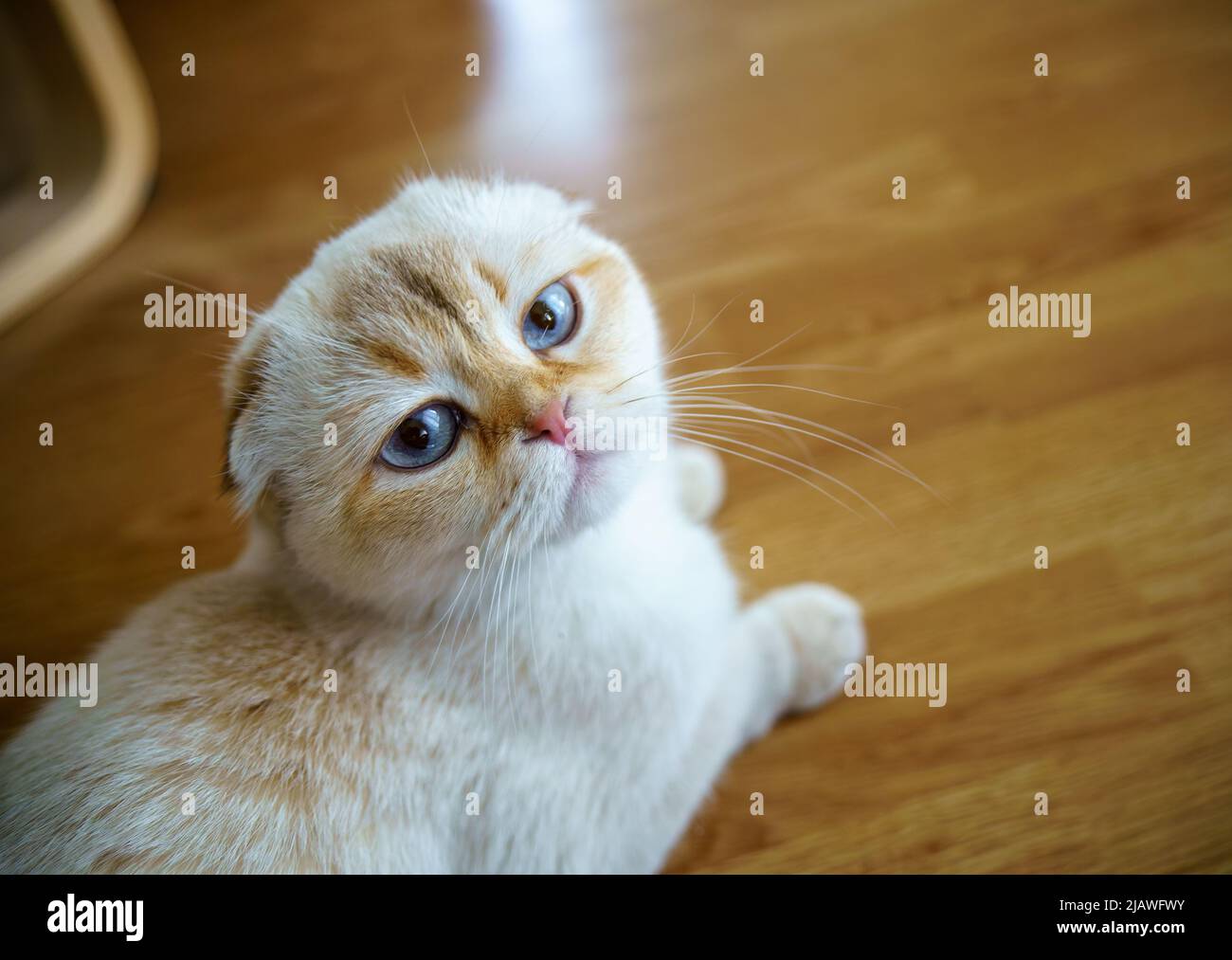 Cute Scottish Fold Kitten Stock Photo - Alamy