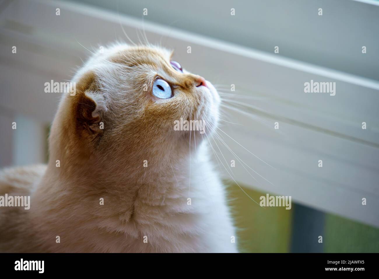 Cute Scottish Fold Kitten Stock Photo - Alamy