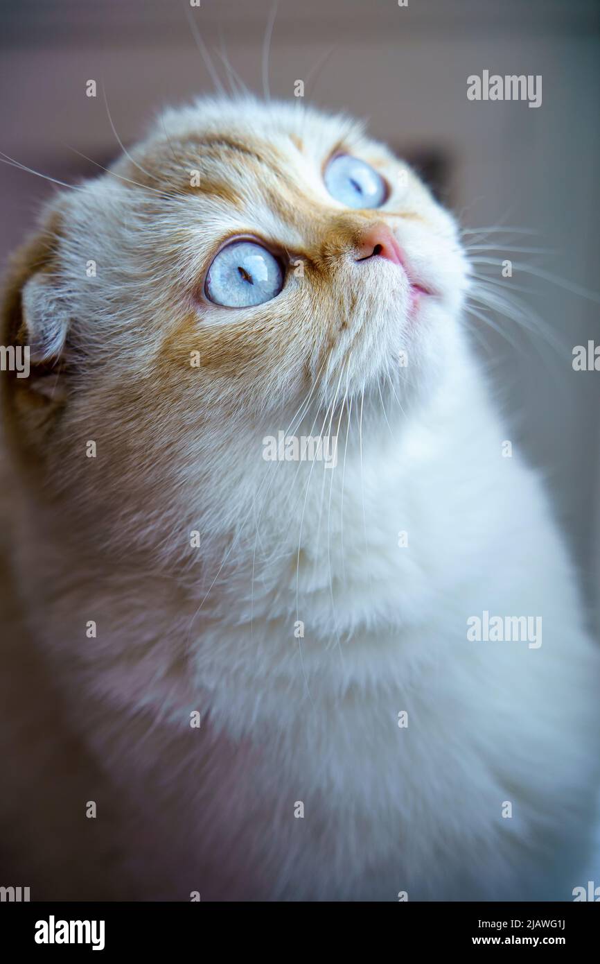 Cute Scottish Fold Kitten Stock Photo - Alamy