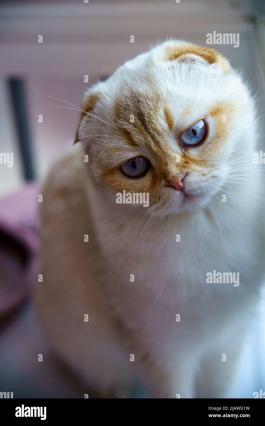 Cute Scottish Fold Kitten Stock Photo - Alamy