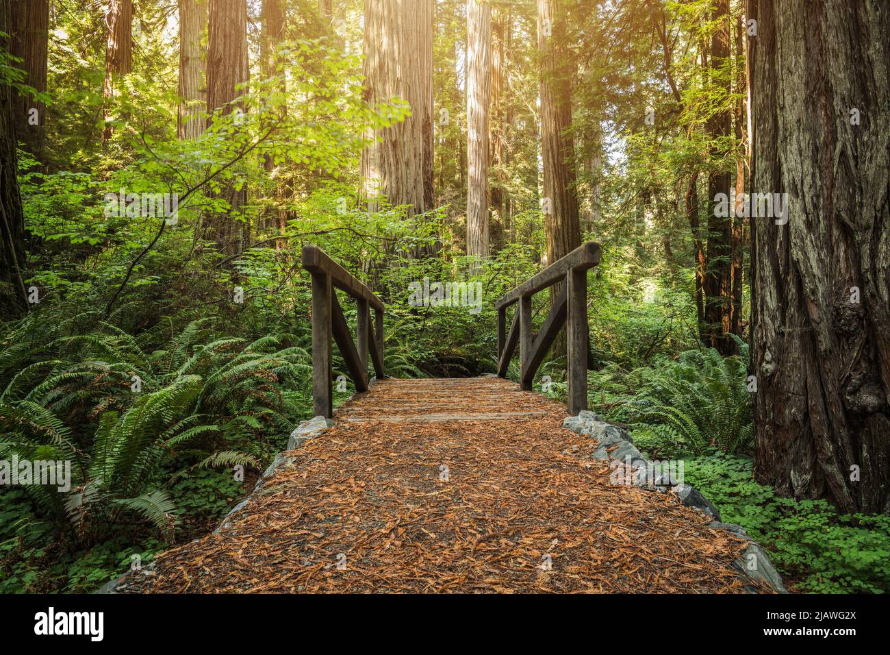 Small Wooden Creek Bridge on a Trail in the Redwood Ancient Forest ...