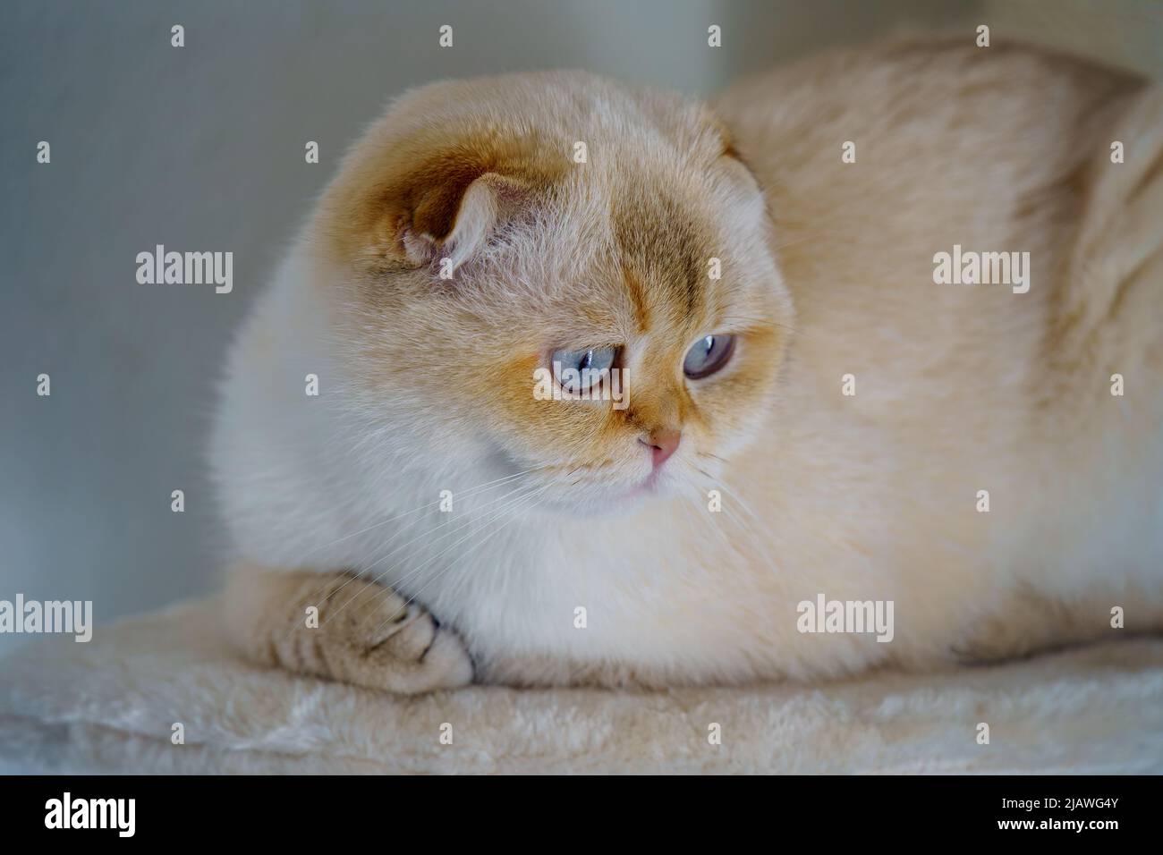 Cute Scottish Fold Kitten Stock Photo - Alamy