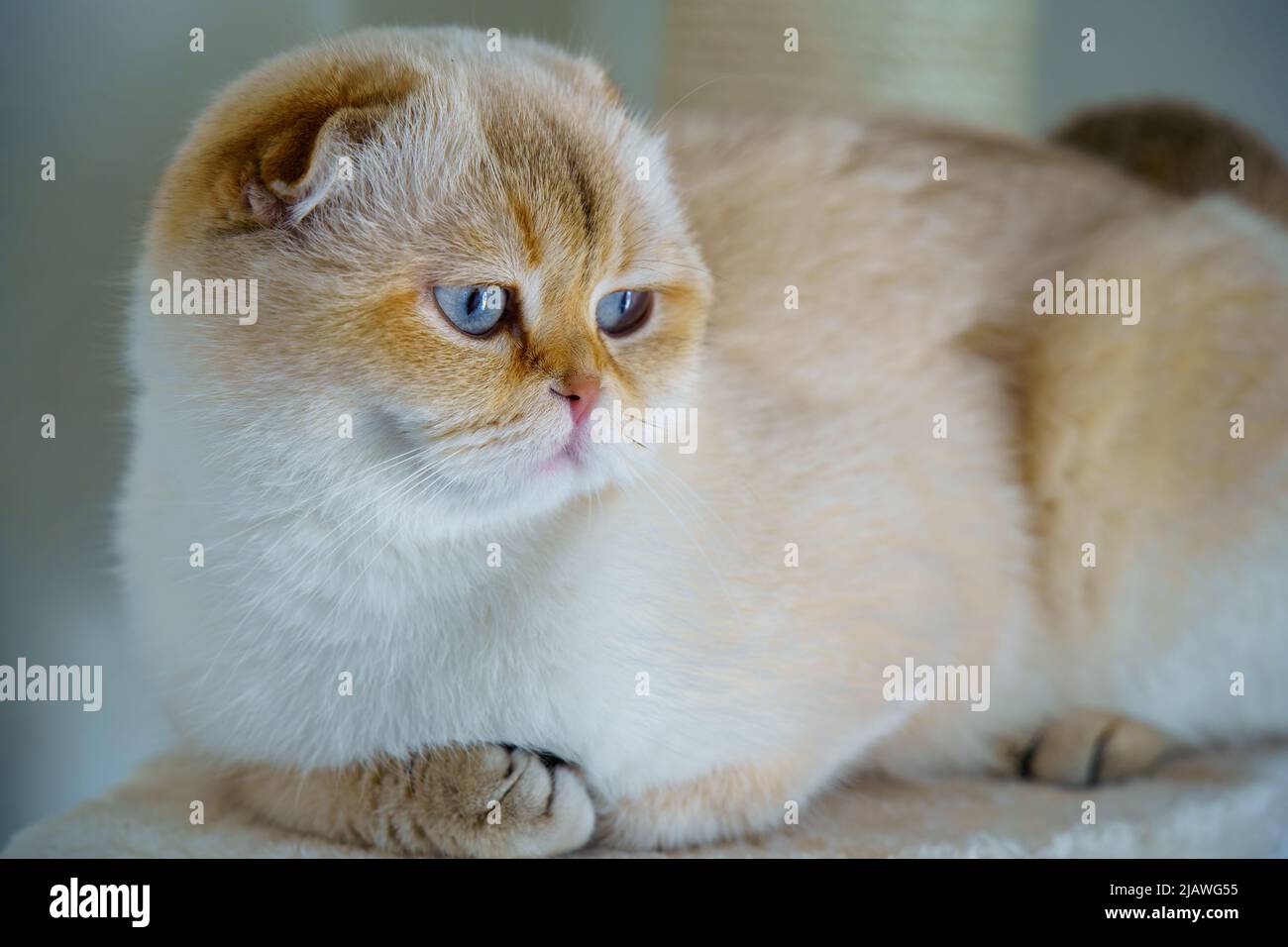 Cute Scottish Fold Kitten Stock Photo - Alamy