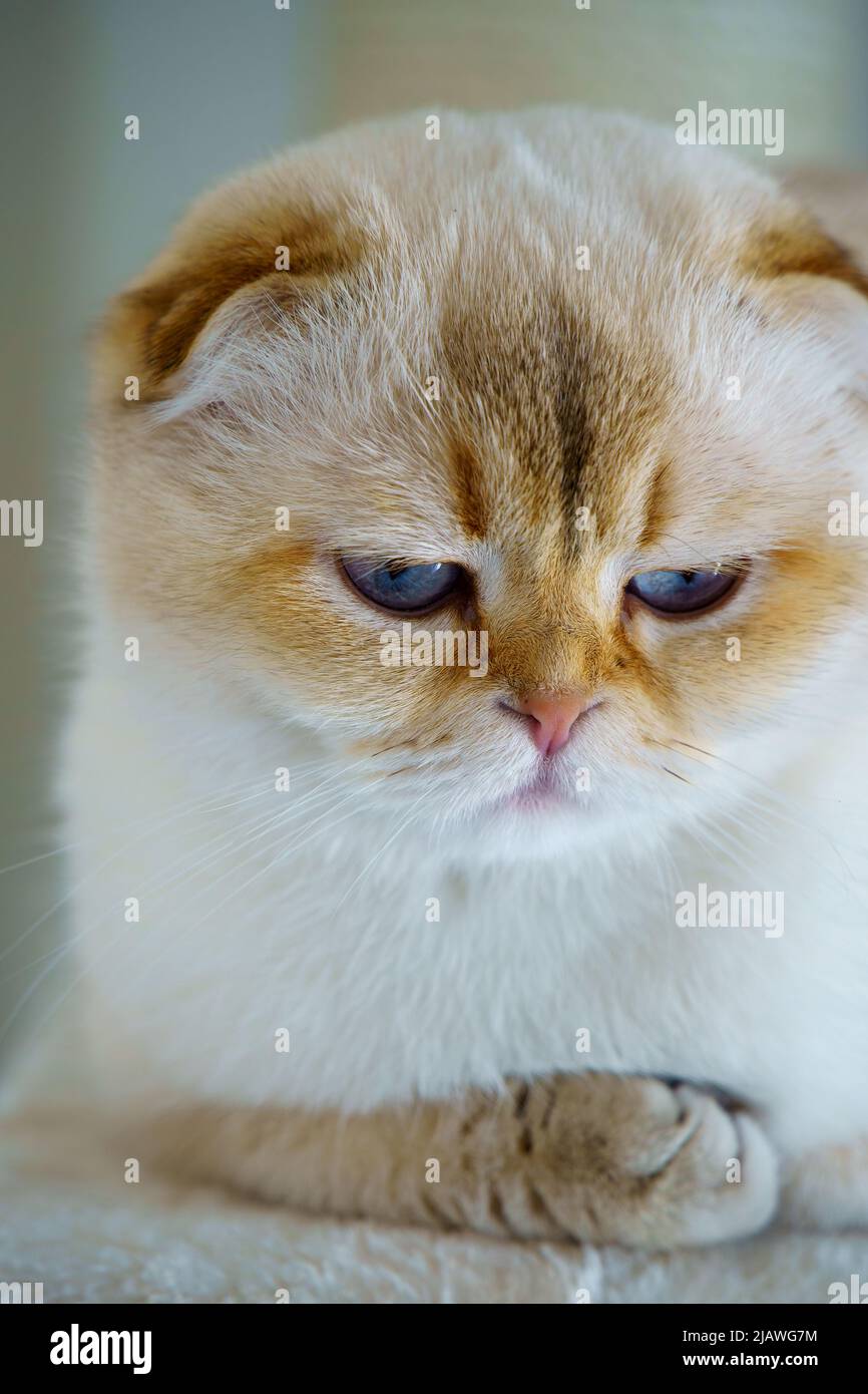 Cute Scottish Fold Kitten Stock Photo - Alamy
