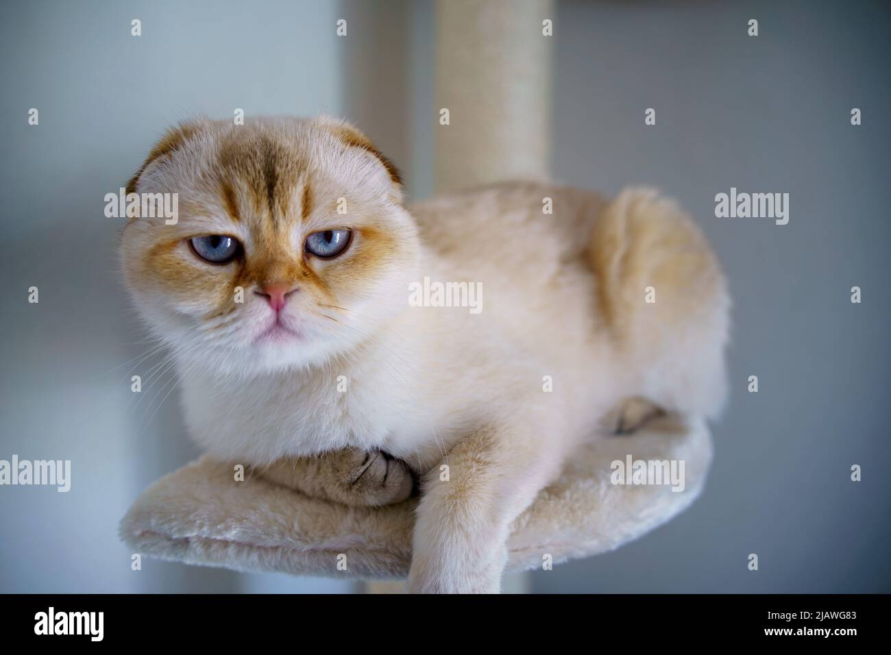 Cute Scottish Fold Kitten Stock Photo - Alamy