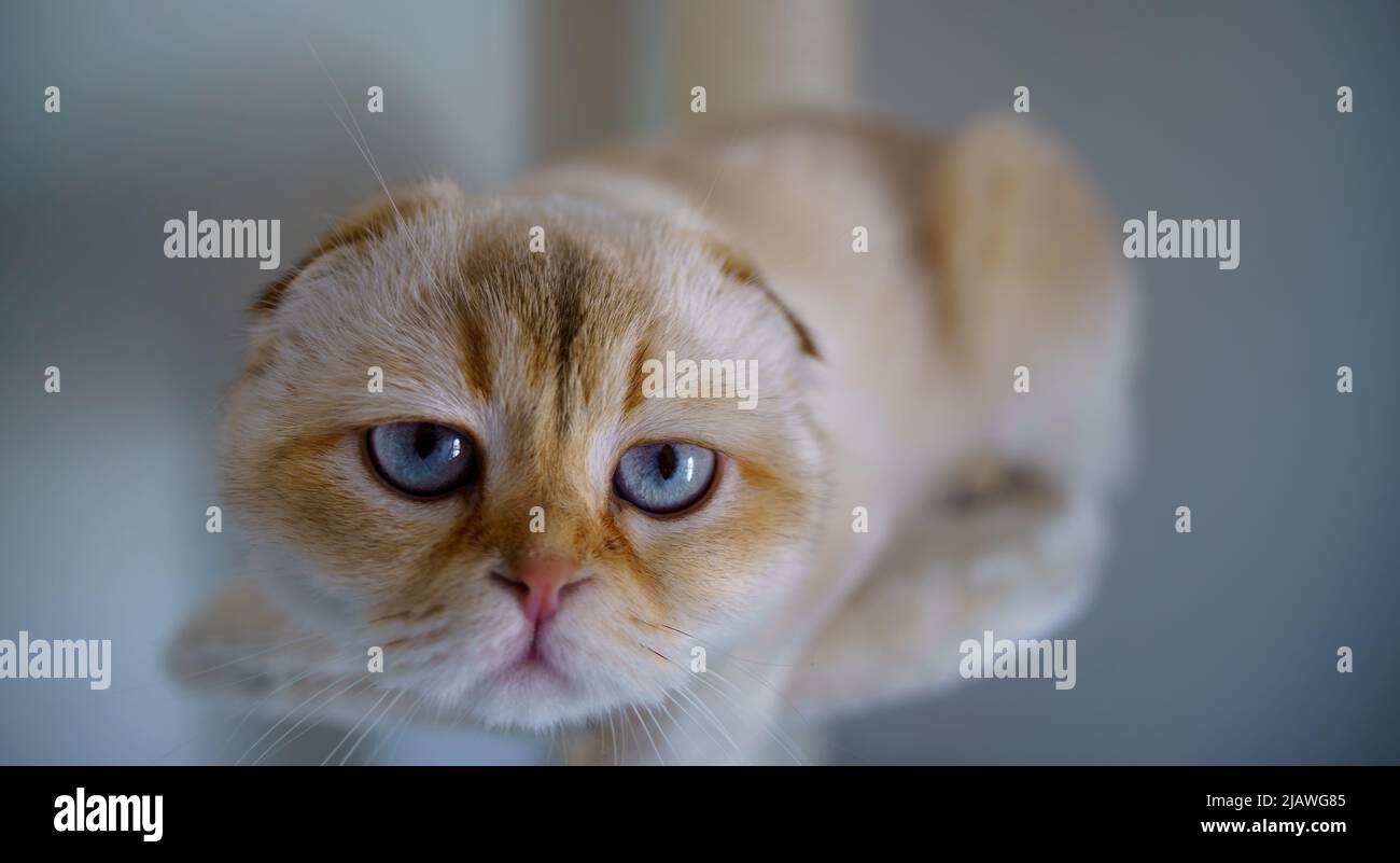 Cute Scottish Fold Kitten Stock Photo - Alamy
