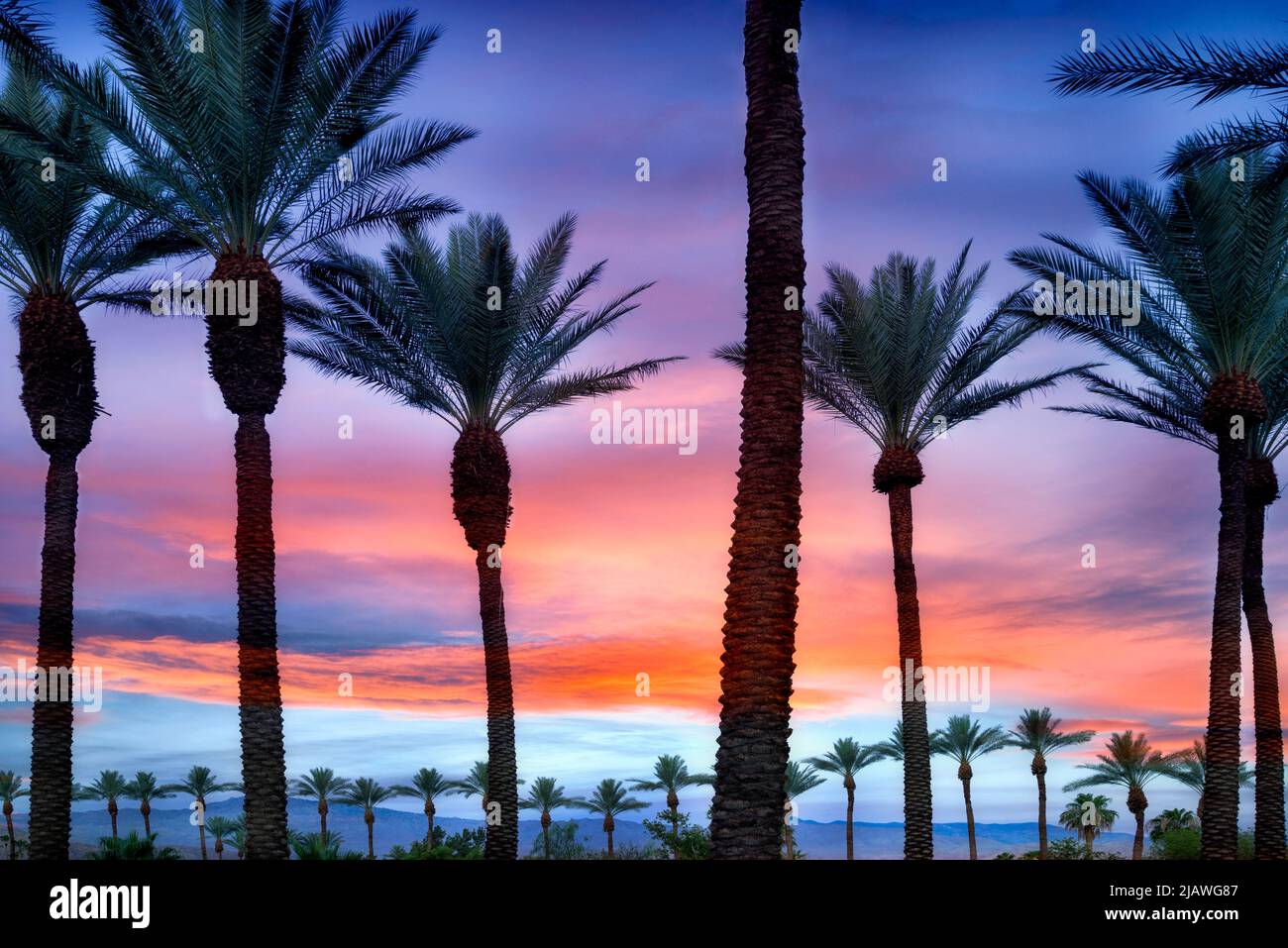 Palm trees with sunrise and Santa Rosa Mountains, California Stock ...