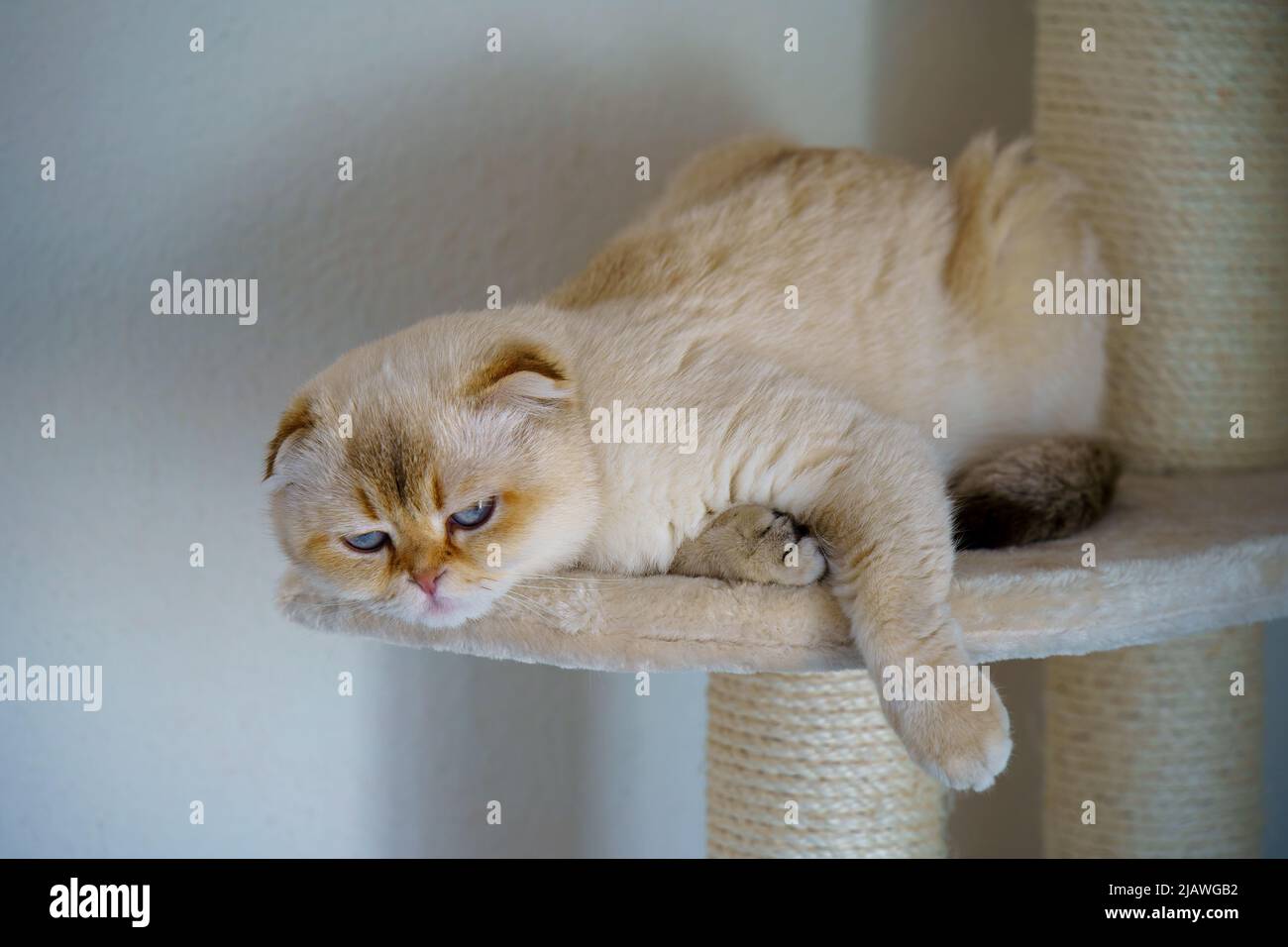 Cute Scottish Fold Kitten Stock Photo - Alamy