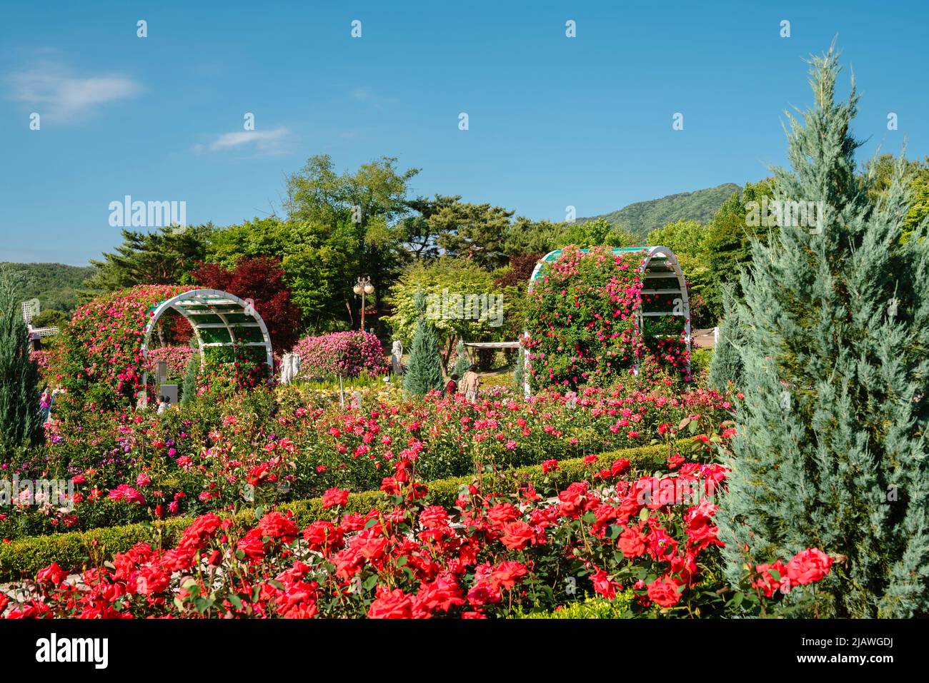 Seoul Grand Park Rose Garden in Gwacheon, Korea Stock Photo - Alamy