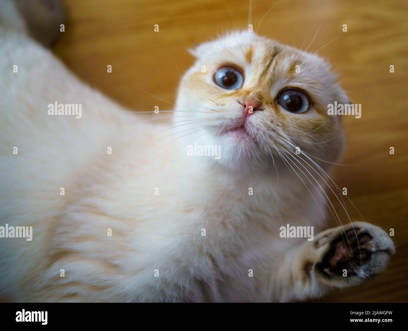 Cute Scottish Fold Kitten Stock Photo - Alamy