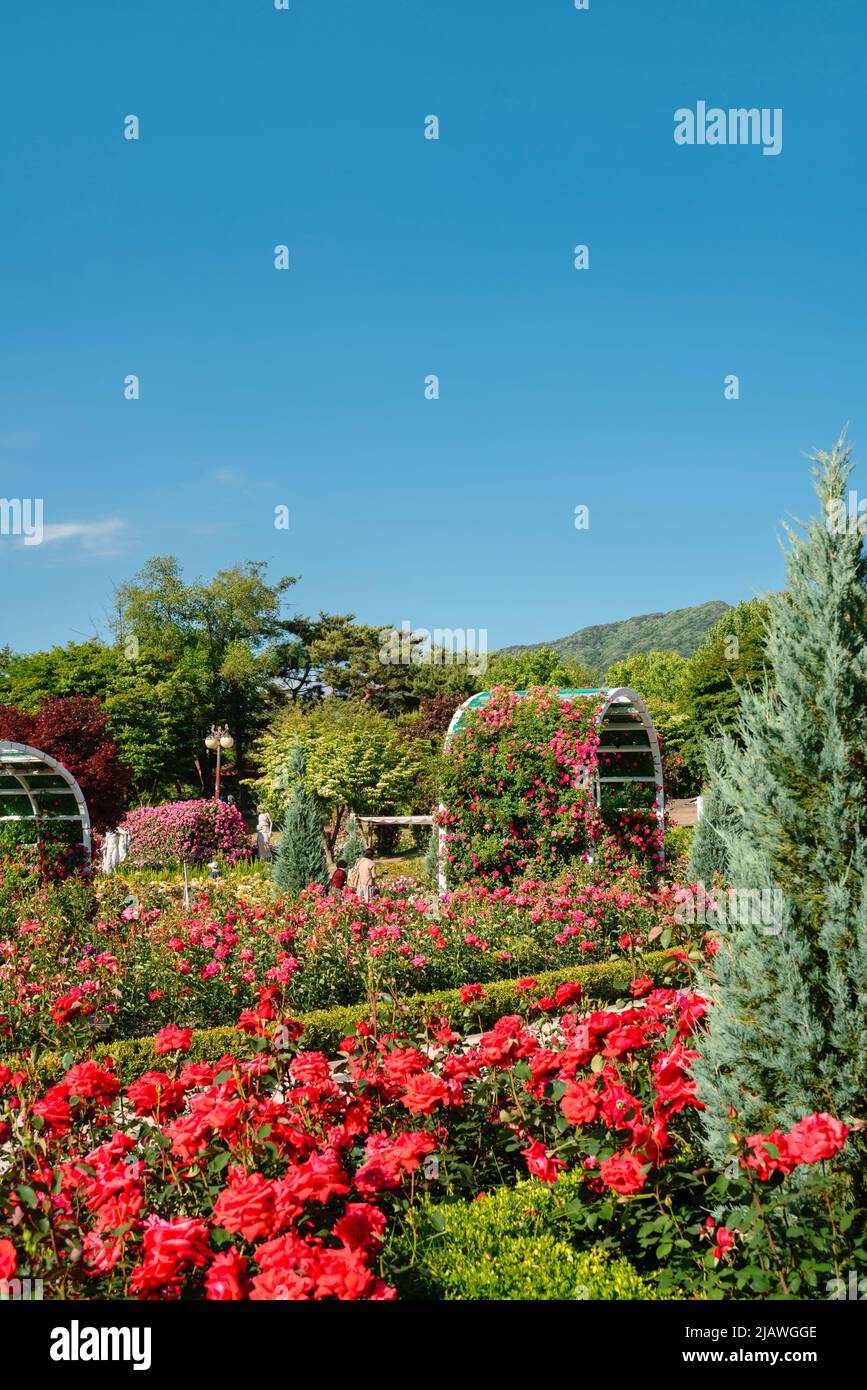 Seoul Grand Park Rose Garden in Gwacheon, Korea Stock Photo - Alamy