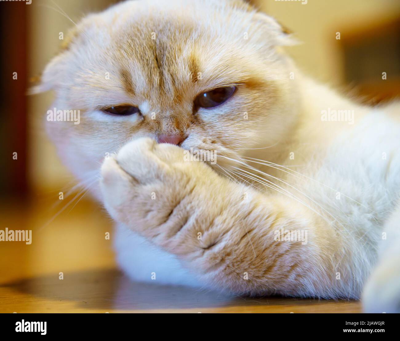 Cute Scottish Fold Kitten Stock Photo - Alamy