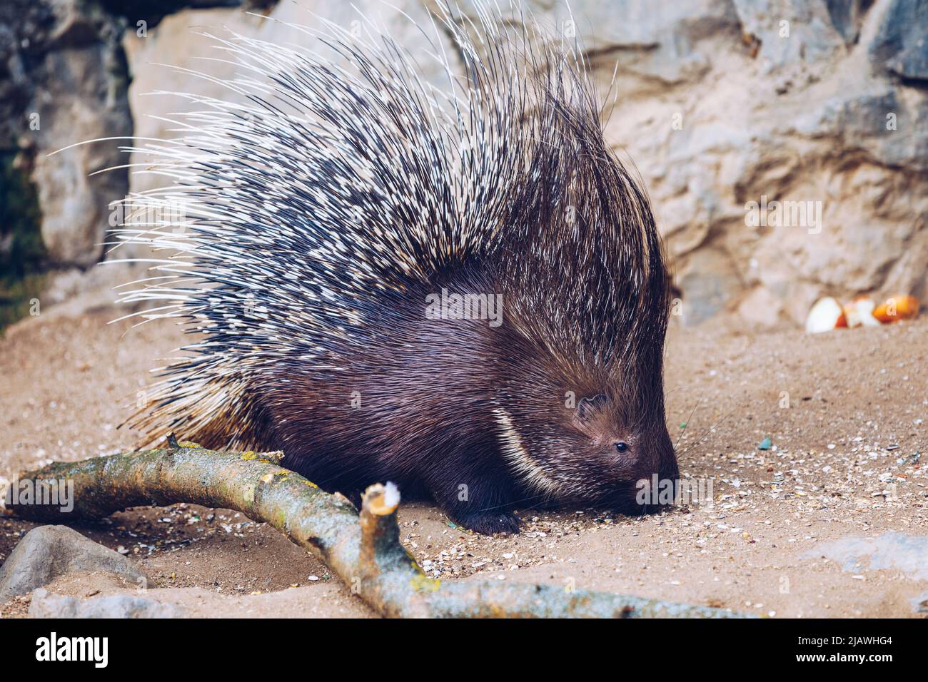 Porcupine in a Zoo in Prague, the Czech Republic. Large Porcupine ...