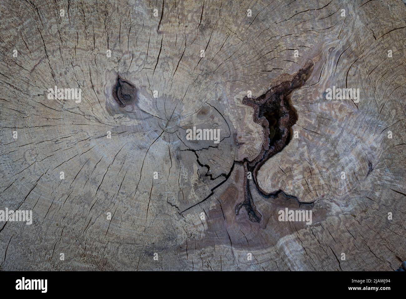 wood background showing a cross section of a log with natural stains ...