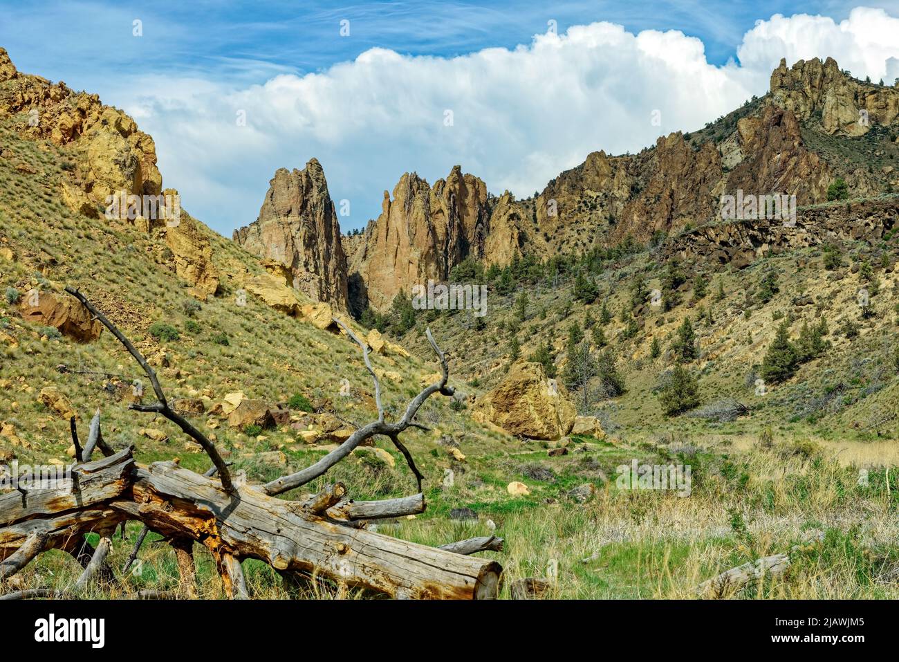 The remains of a dead tree frame the cliffs of Smith Rock State Park in ...