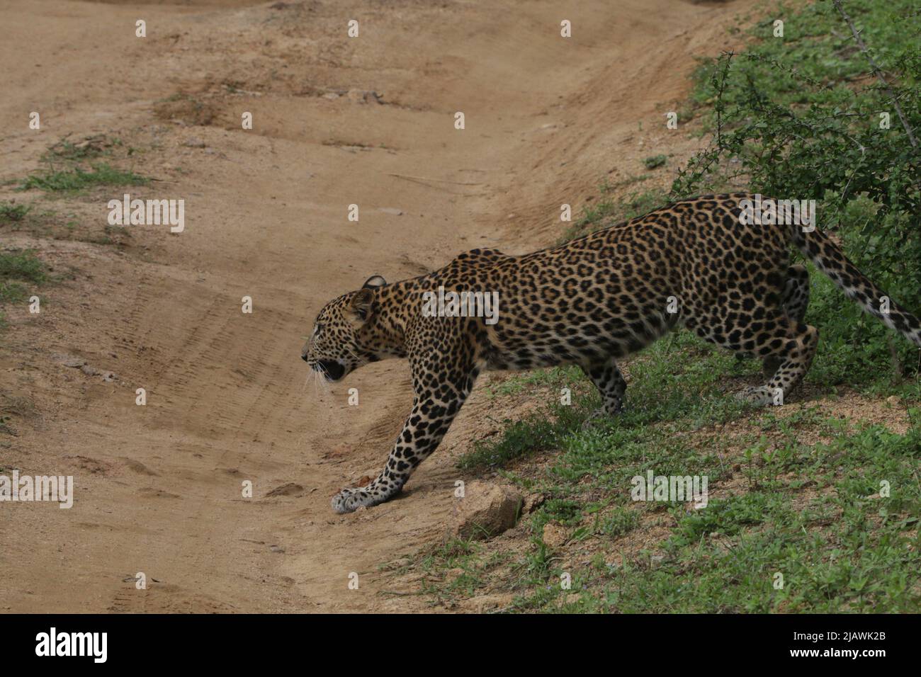 Leopards lovers hi-res stock photography and images - Alamy