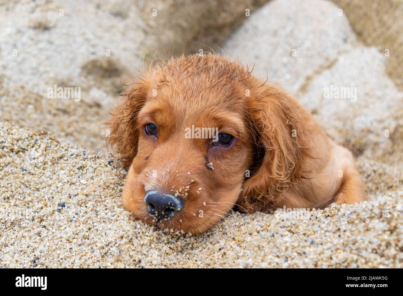 Dog buried in sand hi-res stock photography and images - Alamy