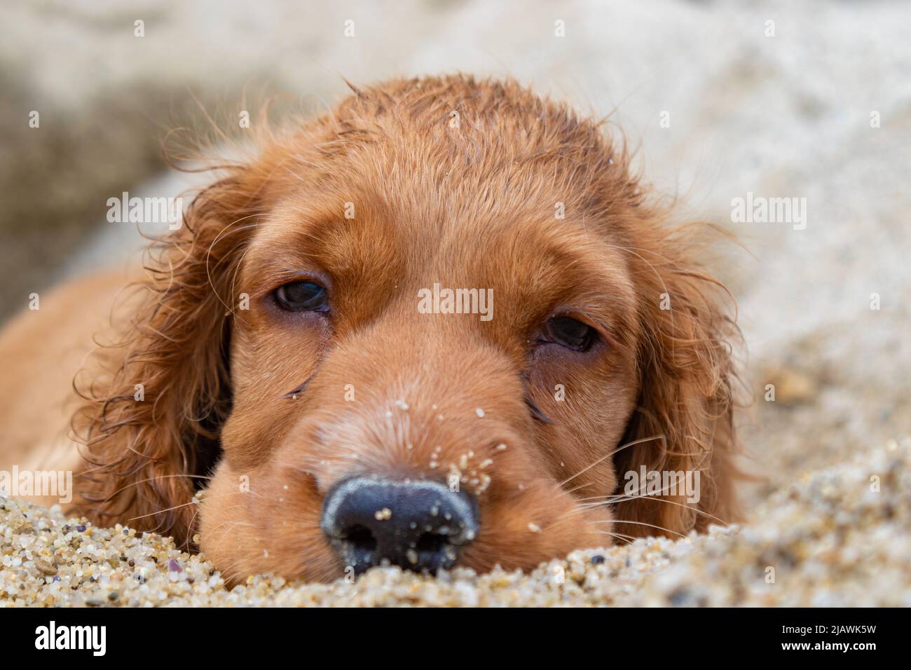 Dog buried in sand hi-res stock photography and images - Alamy