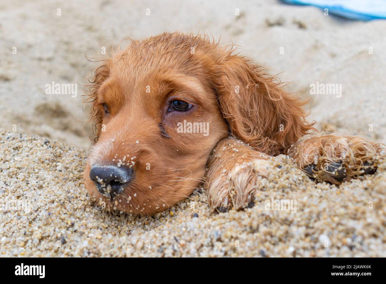 Two months old male puppy English Cocker Spaniel dog buried in the sand ...