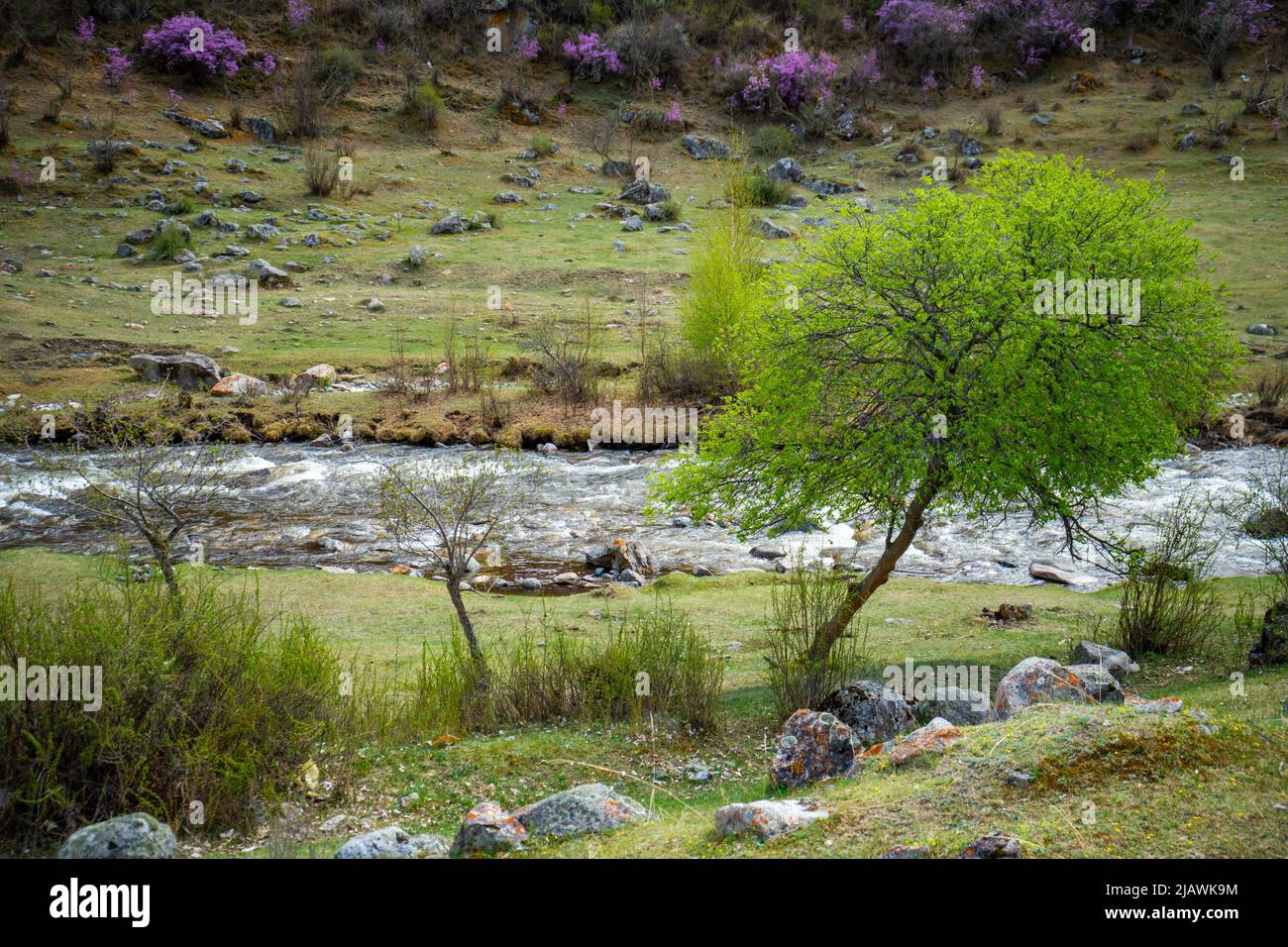 Turbid water of the Chuya river in the Altai Republic, Nature landscape ...