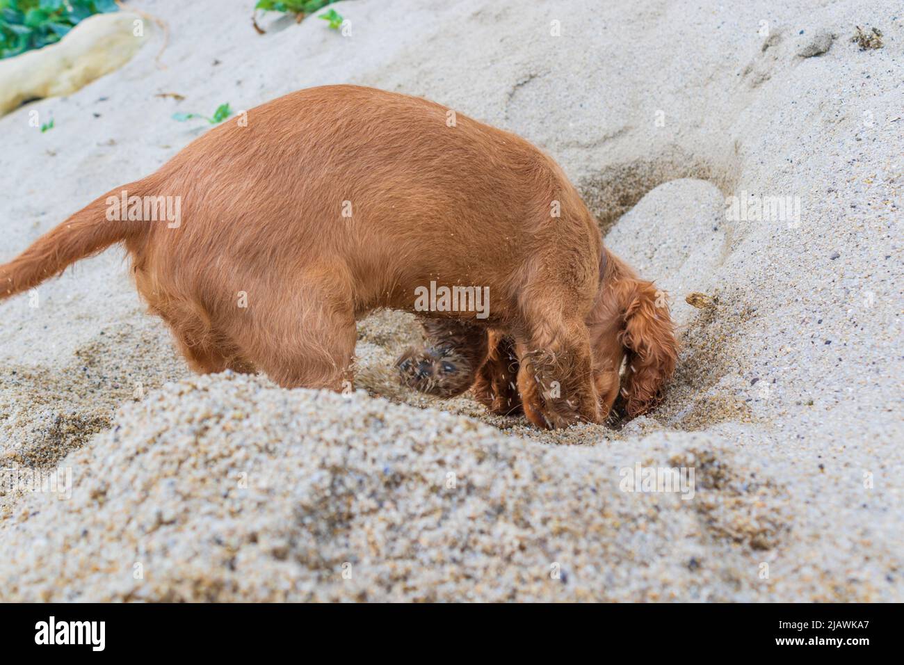 Two months old male puppy English Cocker Spaniel dog buried in the sand ...