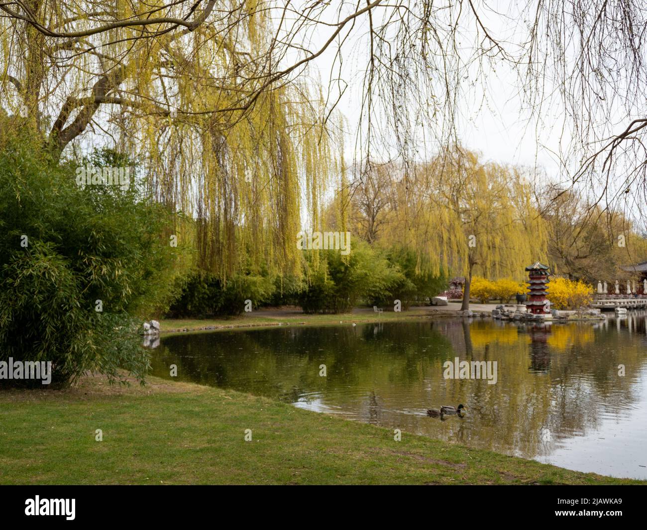 Pond in the city park. A pond surrounded by trees Stock Photo - Alamy
